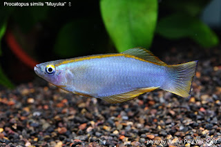 國寶的藏寶箱: Procatopus 屬(燈眼類lampeye)