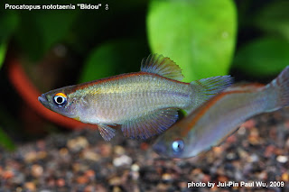 國寶的藏寶箱: Procatopus 屬(燈眼類lampeye)