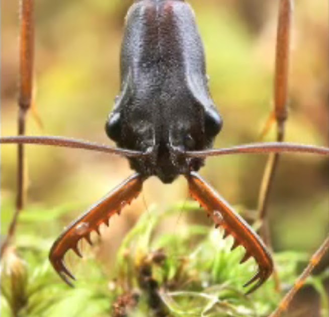 nevertheless: Odontomachus: The Trap Jaw Ant