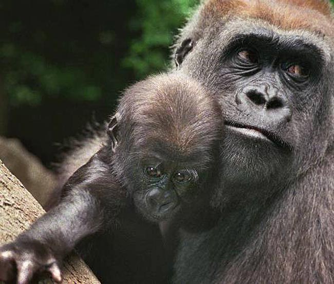 This Is Hysteria!: Half-Monkey, Half-Person: Evolution and Equality