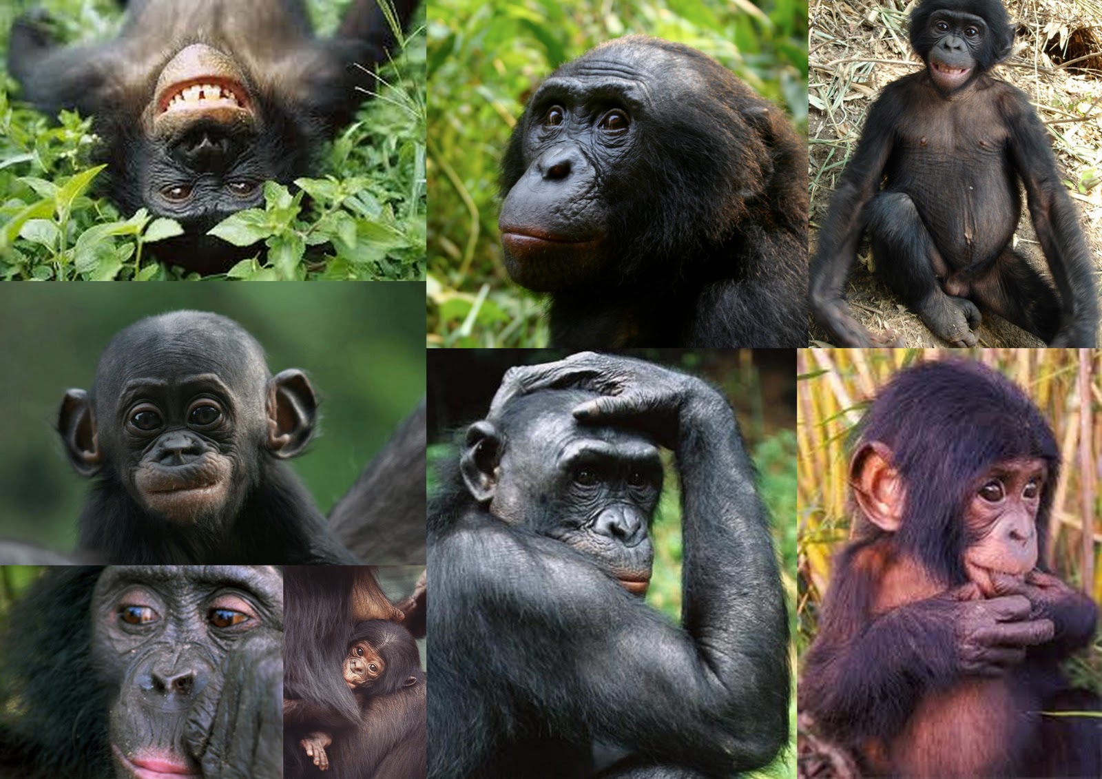 This Is Hysteria!: Half-Monkey, Half-Person: Evolution and Equality