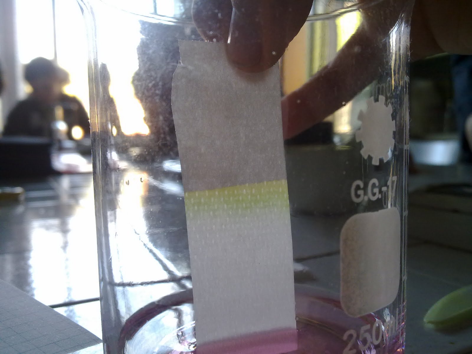 Matematica&Scienze: CROMATOGRAFIA DELLA CLOROFILLA