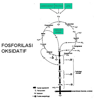 denny's BIOKIMIA: PENGANTAR METABOLISME (Introduction of Metabolism)