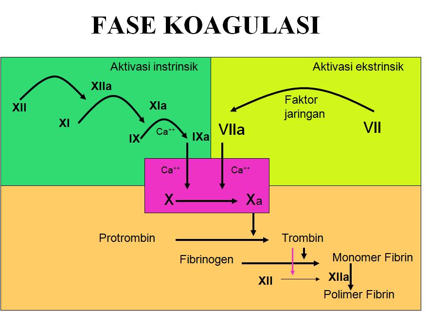 dr. Suparyanto, M.Kes: PATOFISIOLOGI DARAH 2