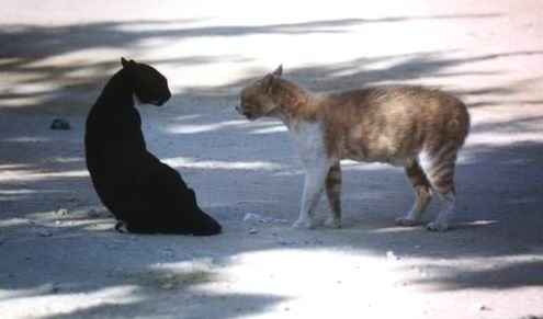 Bakersfield Observed: Bako bits: Feral cats, saving Cal State sports ...