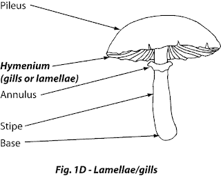 kwoni's scavenger hunt: #30 a fungus identify and clearly label atleast ...