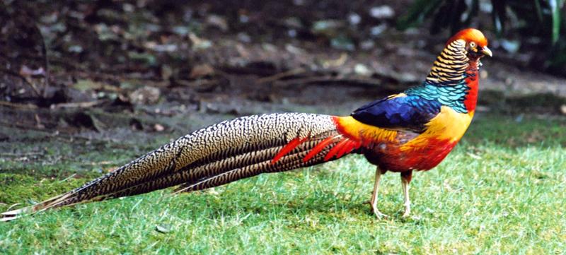 Faisans d'ornement: Faisan Charbonnier