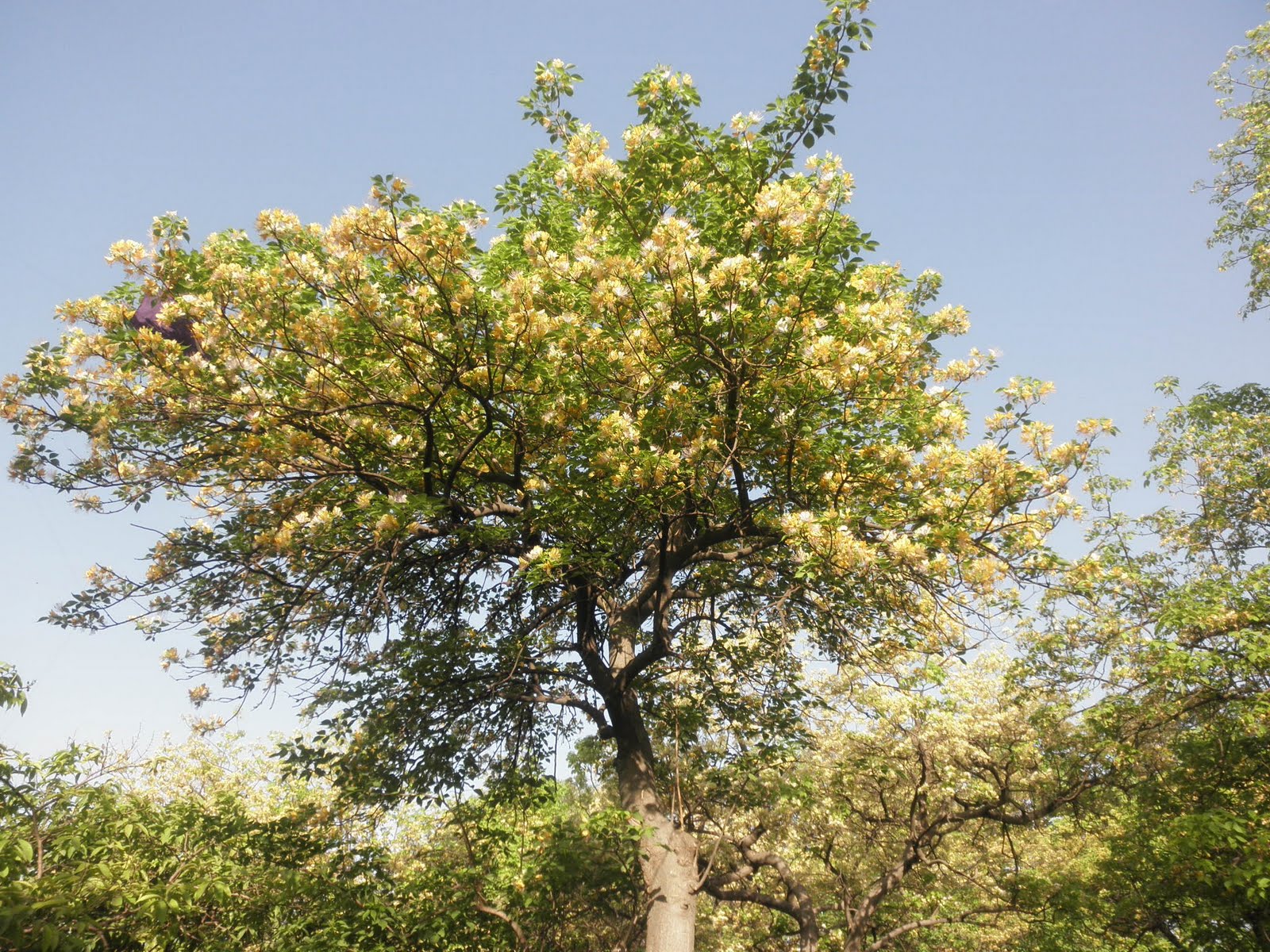Indian trees: Barna(Crataeva adansonii)