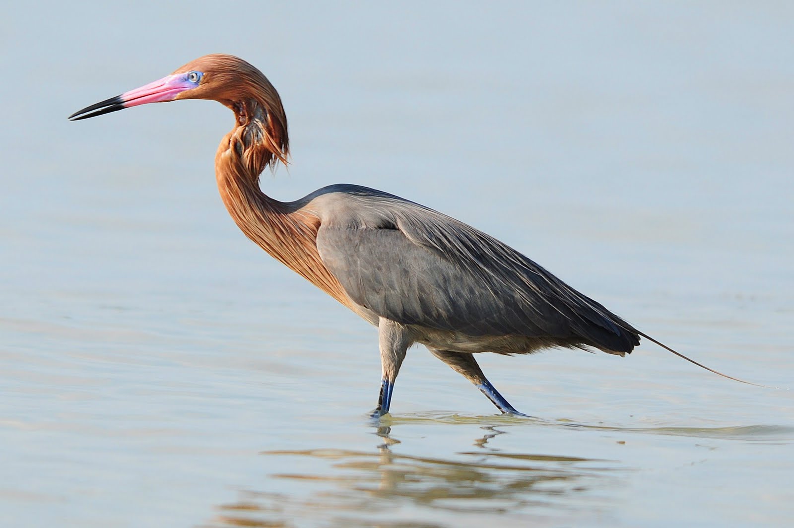 Dina's City Wildlife Adventures: Reddish egret at Fort Desoto