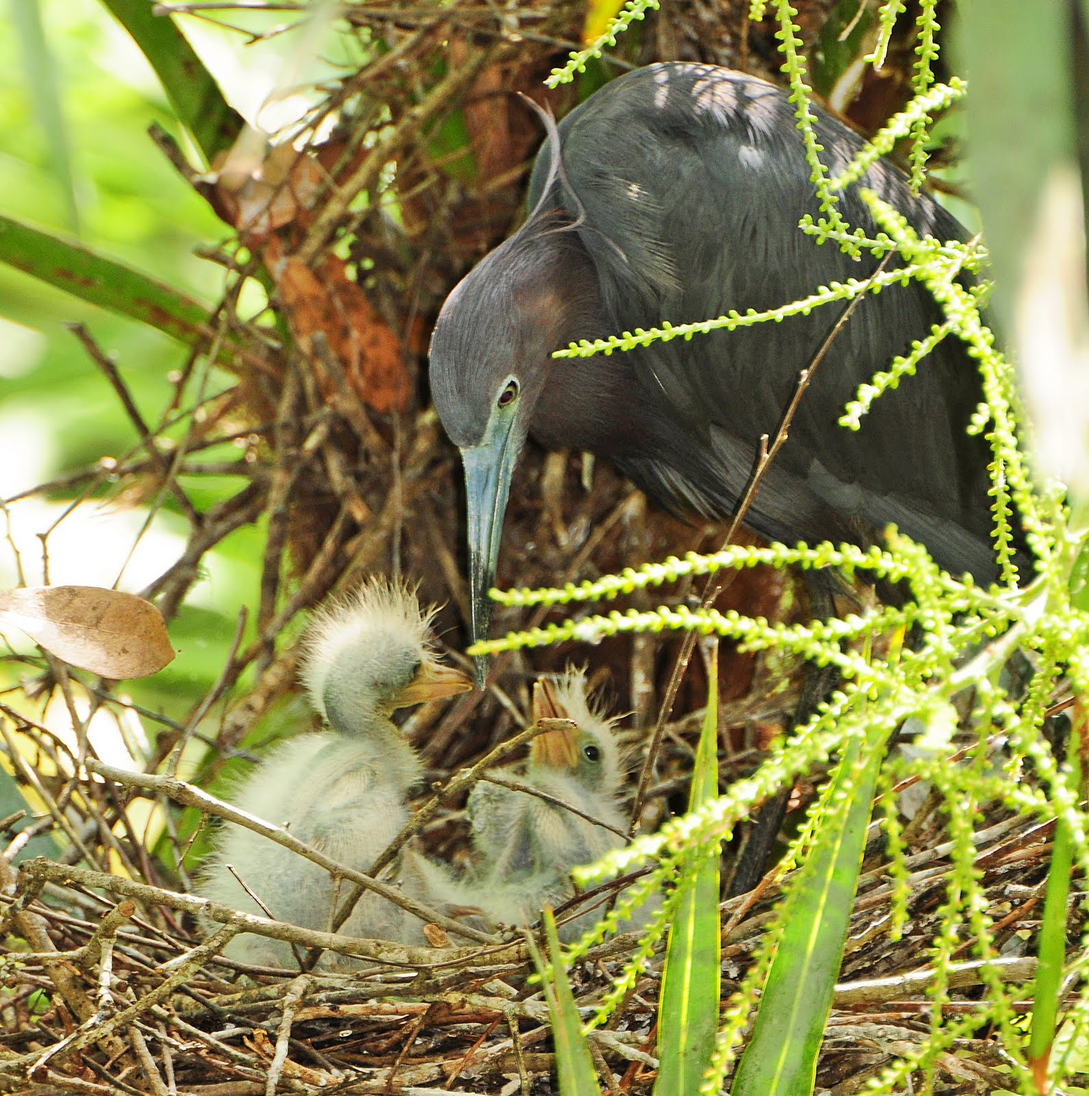 Dina's City Wildlife Adventures: Baby birds at the zoo