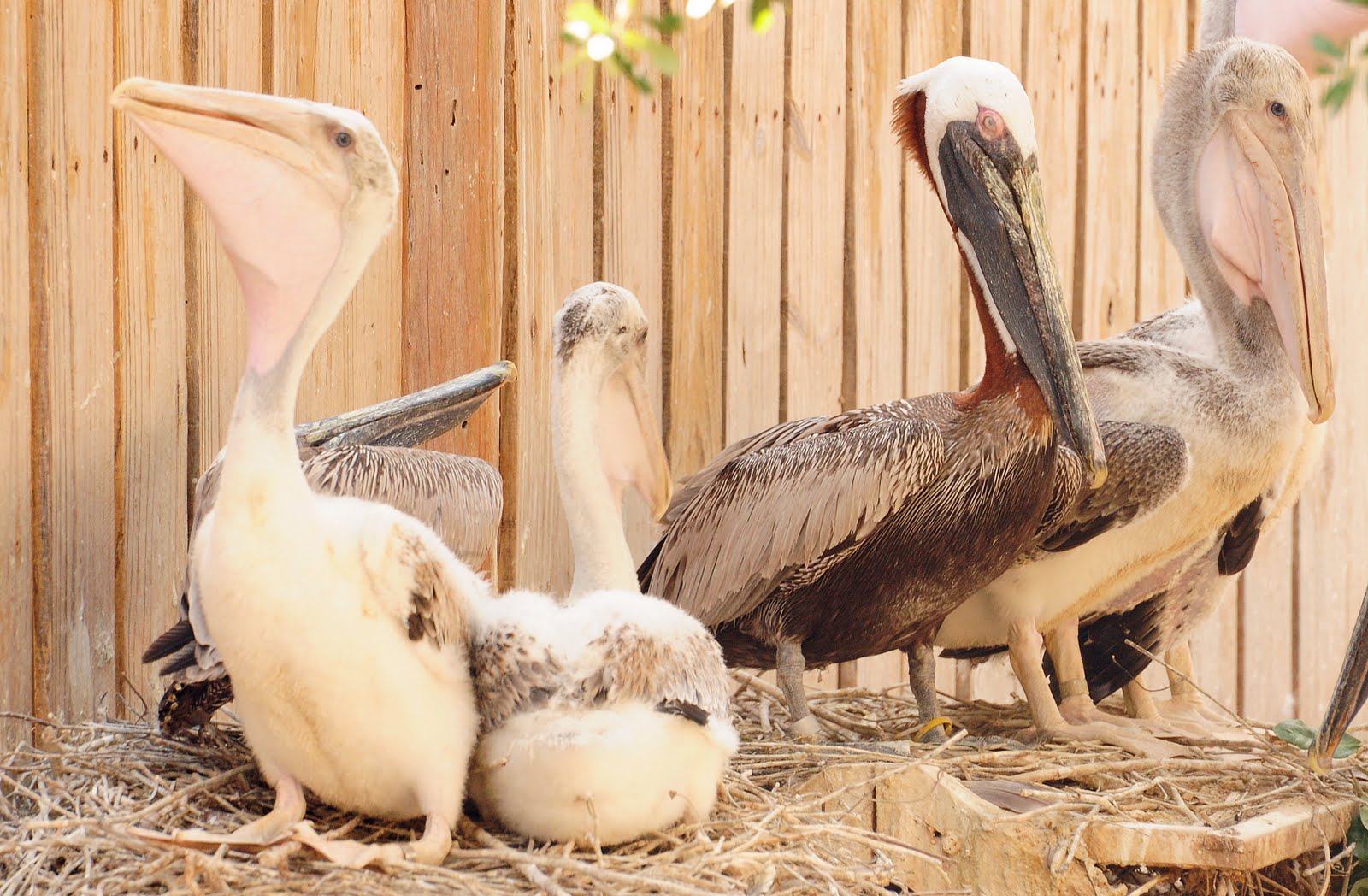 Dina's City Wildlife Adventures: Baby brown pelicans at Suncoast ...