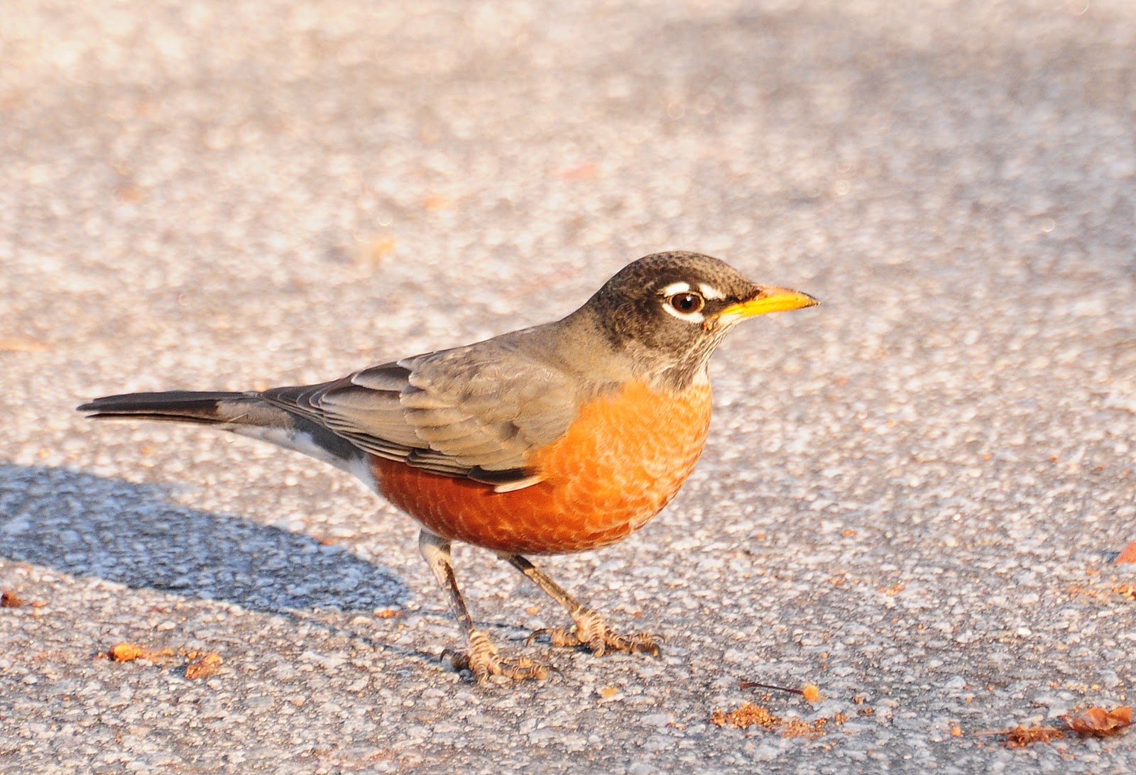 Dina's City Wildlife Adventures: Atlanta birds in the cold - My World ...