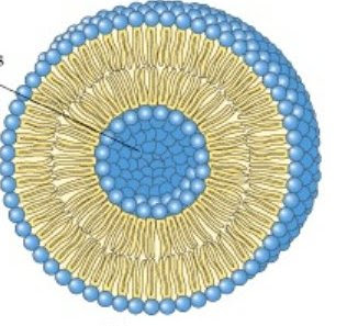 The Cell, Important Scientists, and DNA :)