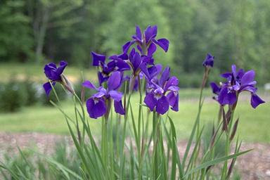 nzata@otarabirch: Siberian Iris in New Zealand....So where to begin?