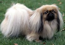 Canil Love Blue: Pequinês