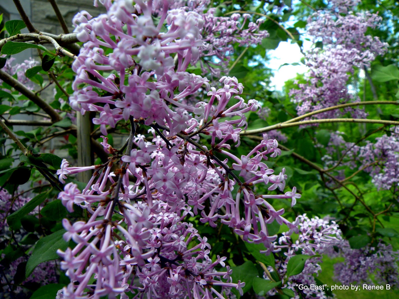 "Go East", they said...: Weeping Lilac Tree