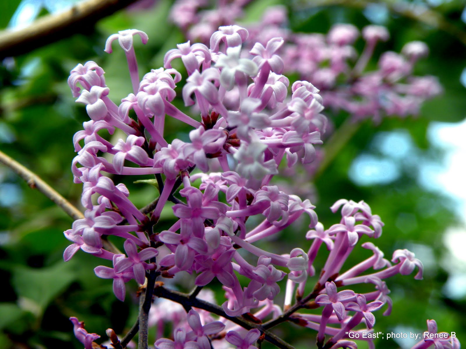 "Go East", they said...: Weeping Lilac Tree
