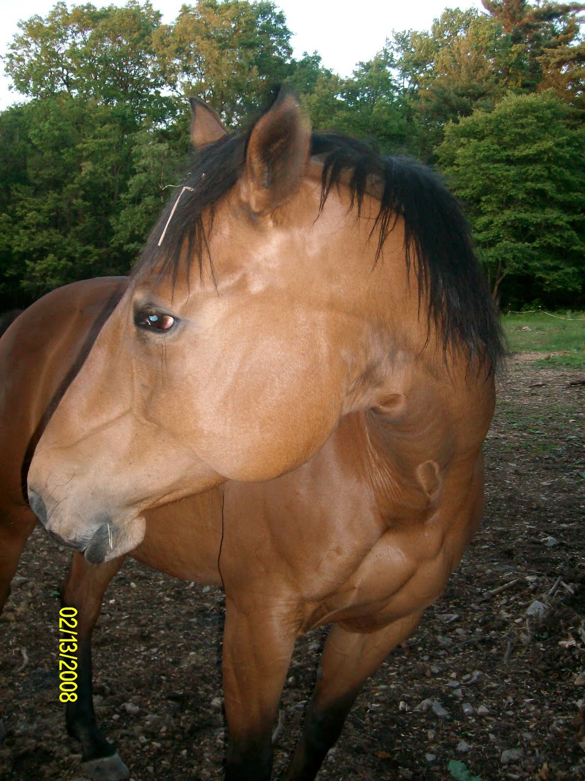 Pepper's Horses