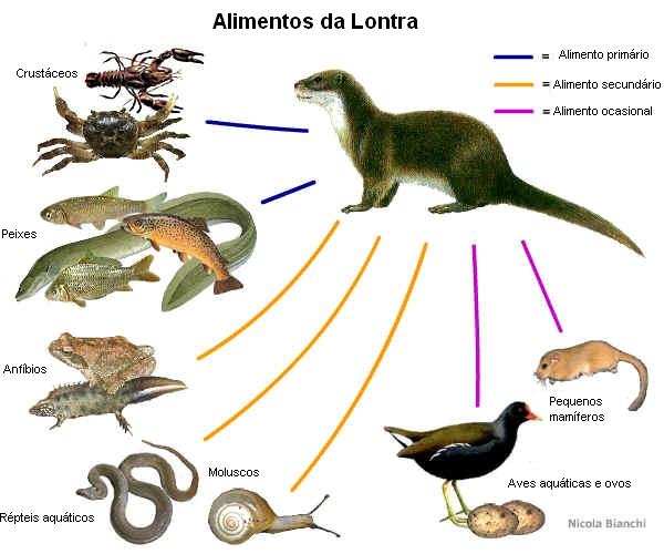 Lontras: Cadeia Alimentar das Lontras