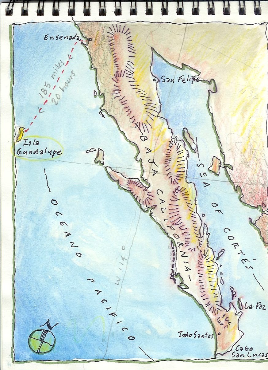 drawing (on) the world: Journey to Isla Guadalupe
