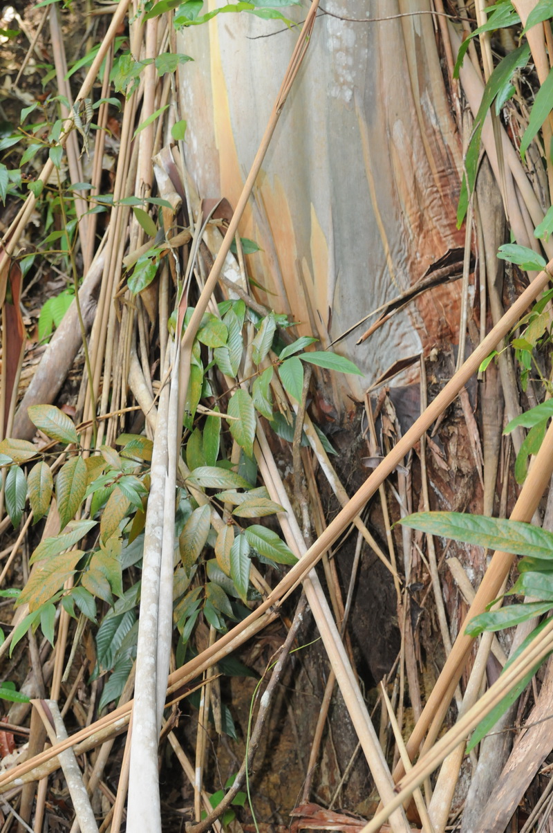 A Wandering Naturalist: Sarawak: In the footsteps of the Rajah