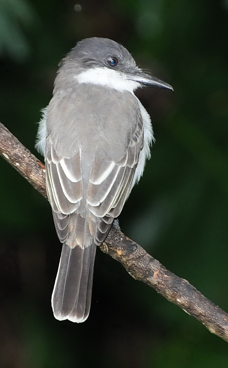 A Wandering Naturalist: Jamaica: Chi Chi Bud Oh!