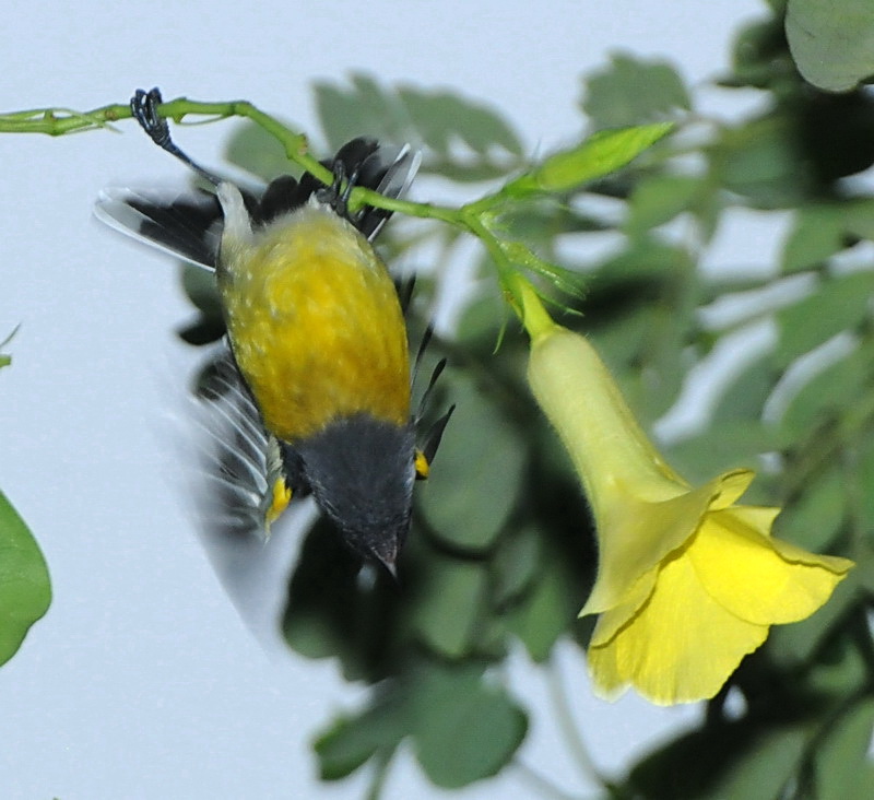 A Wandering Naturalist: Jamaica: Chi Chi Bud Oh!