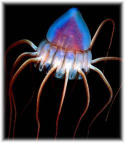 Il mondo degli animali: Gli cnidari