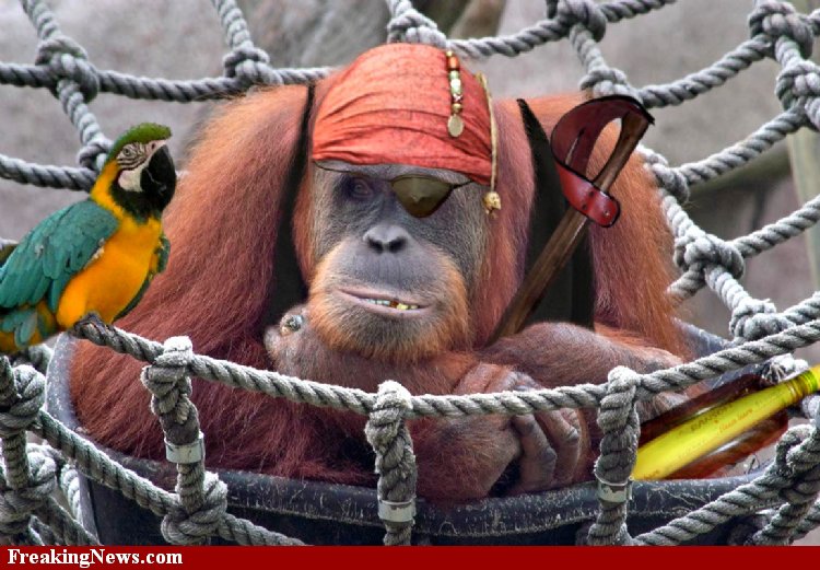 Bonglo Blog: Animal Pirates