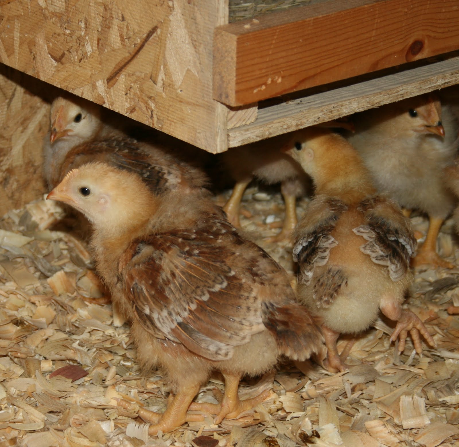 must love dogs too...: 2 week old red broilers...