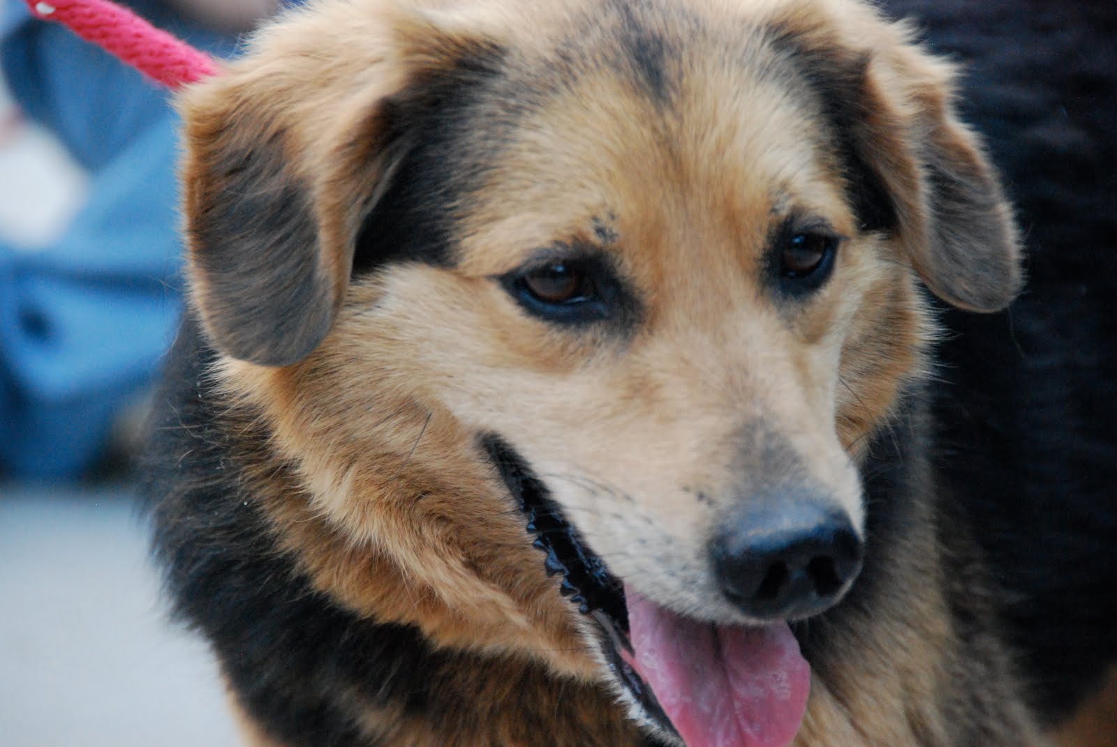 North Carolina Rescue