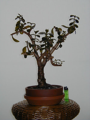 Bonsai das schönste Hobby der Welt: CRASSULA OVATA, GELDBAUM...