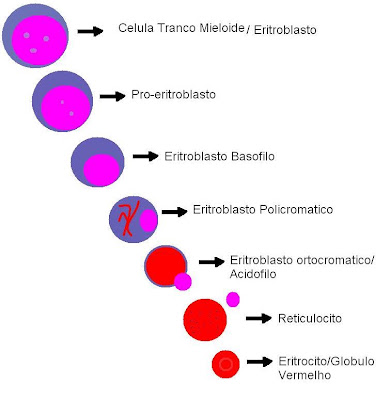 Eritropoese; Eritropoiese