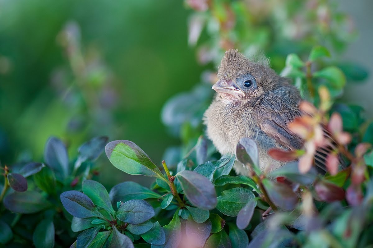 Mark Meravy Photography: Baby Cardinal