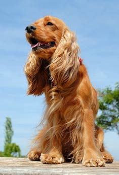 Jenny Shaleen: El Cocker Spaniel
