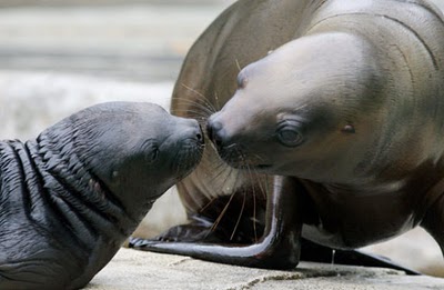 10 Fotki: Slatke bebe životinja 3