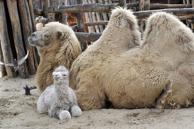 10 Fotki: Slatke bebe životinja 4