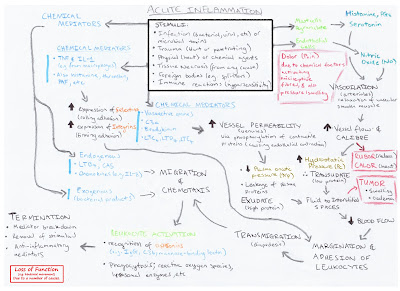 The Basics of Acute Inflammation - IVLine