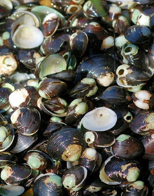 REMEMBER WHEN ?: Fresh Water Muscles and Muscle Shells