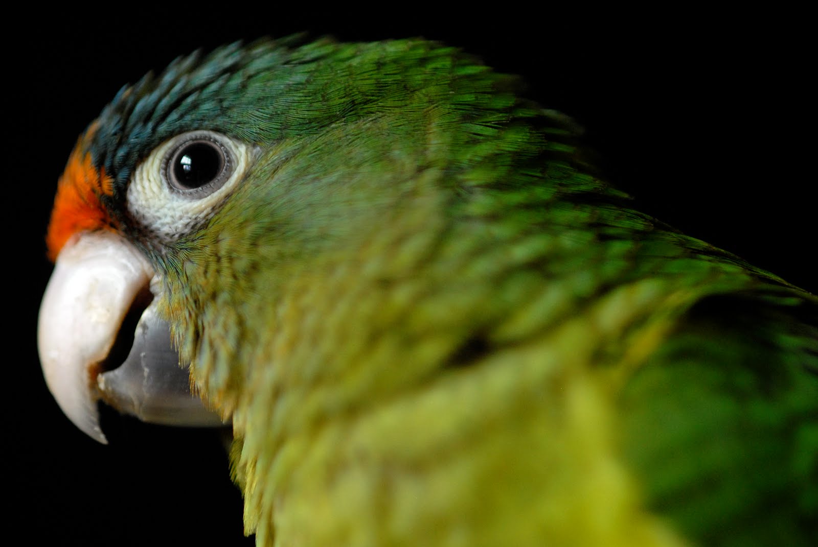 worstphotographerever: Day 458 Half Moon Conure