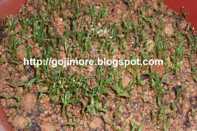 Minda Goji More: Mari tanam pokok Goji
