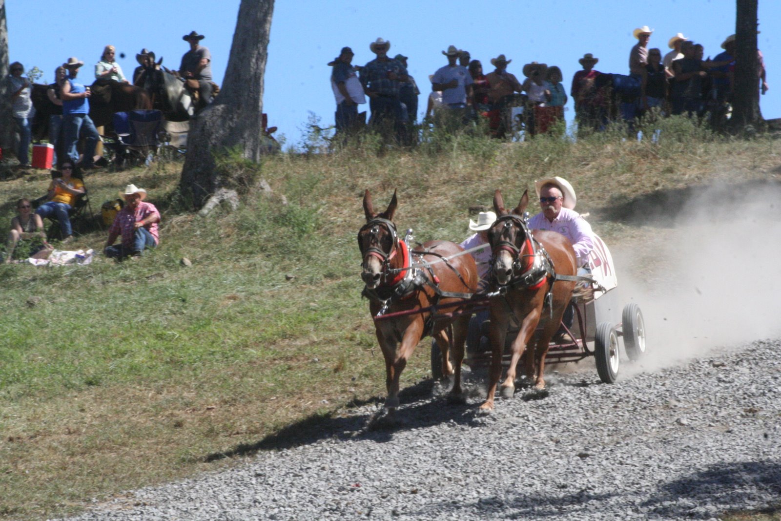 PairADice Mules: National Championship Chuckwagon Races