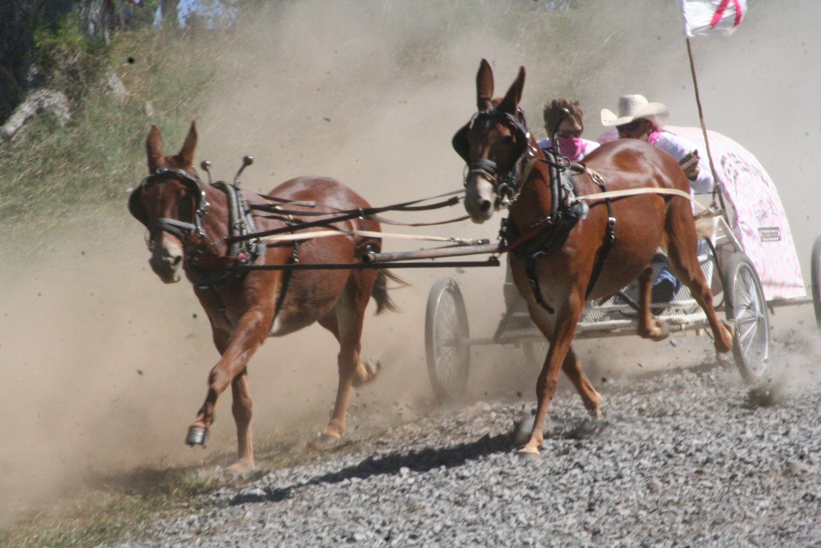 PairADice Mules: Big Mule Races at Clinton, AR
