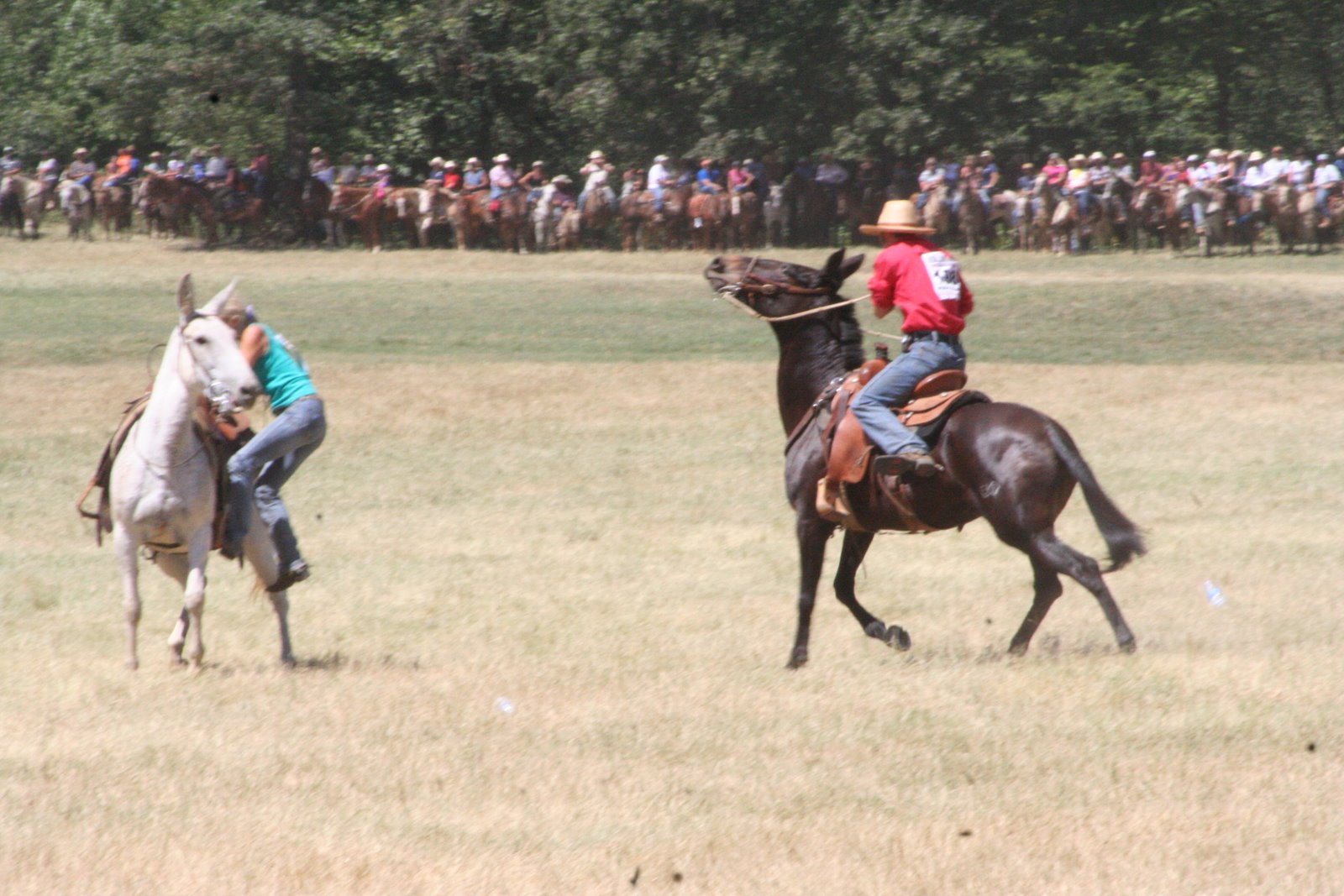 PairADice Mules: National Champion Chuckwagon Races Mule Race