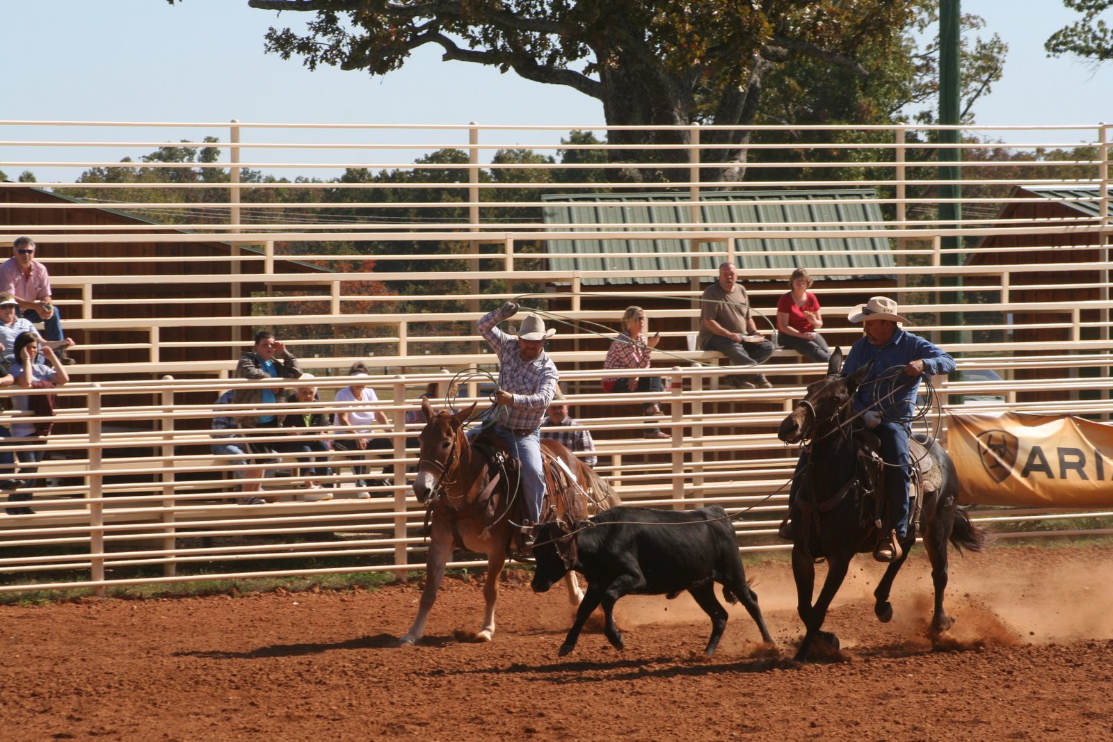 PairADice Mules: Team Roping at Sycamore Springs