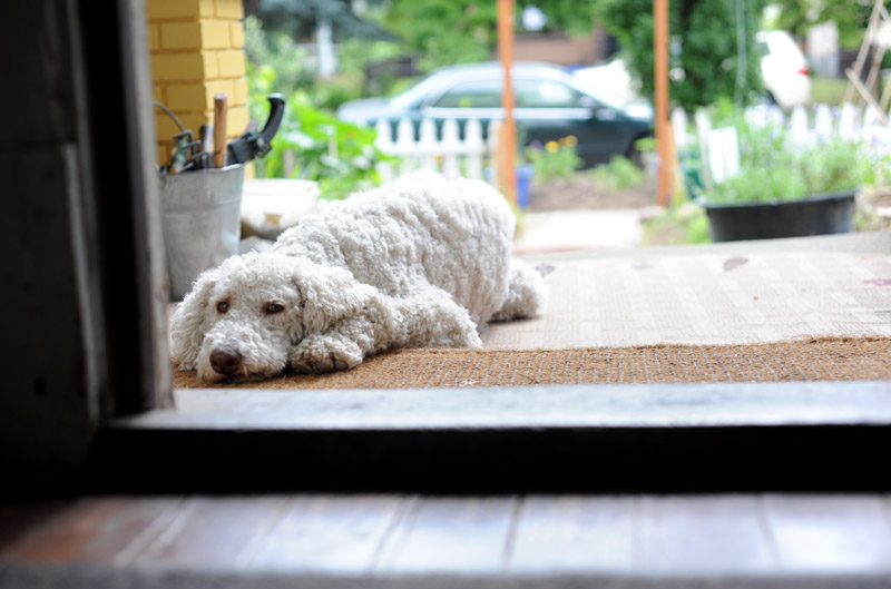 Sad Poodle