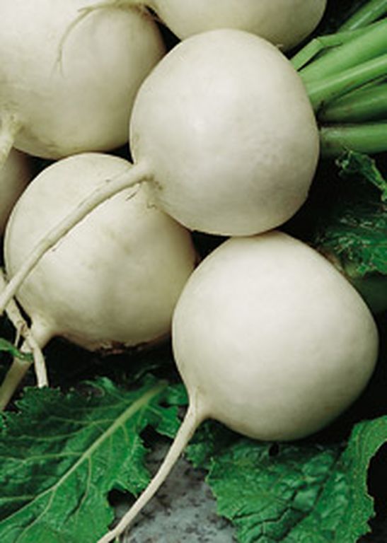 COCINA Y BAR: EL NABO