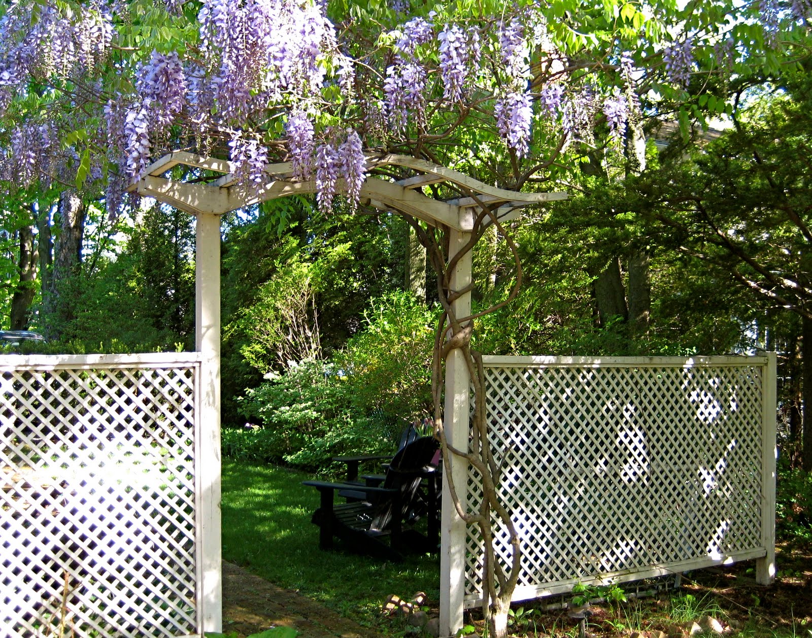 LATTICE IN MY GARDEN