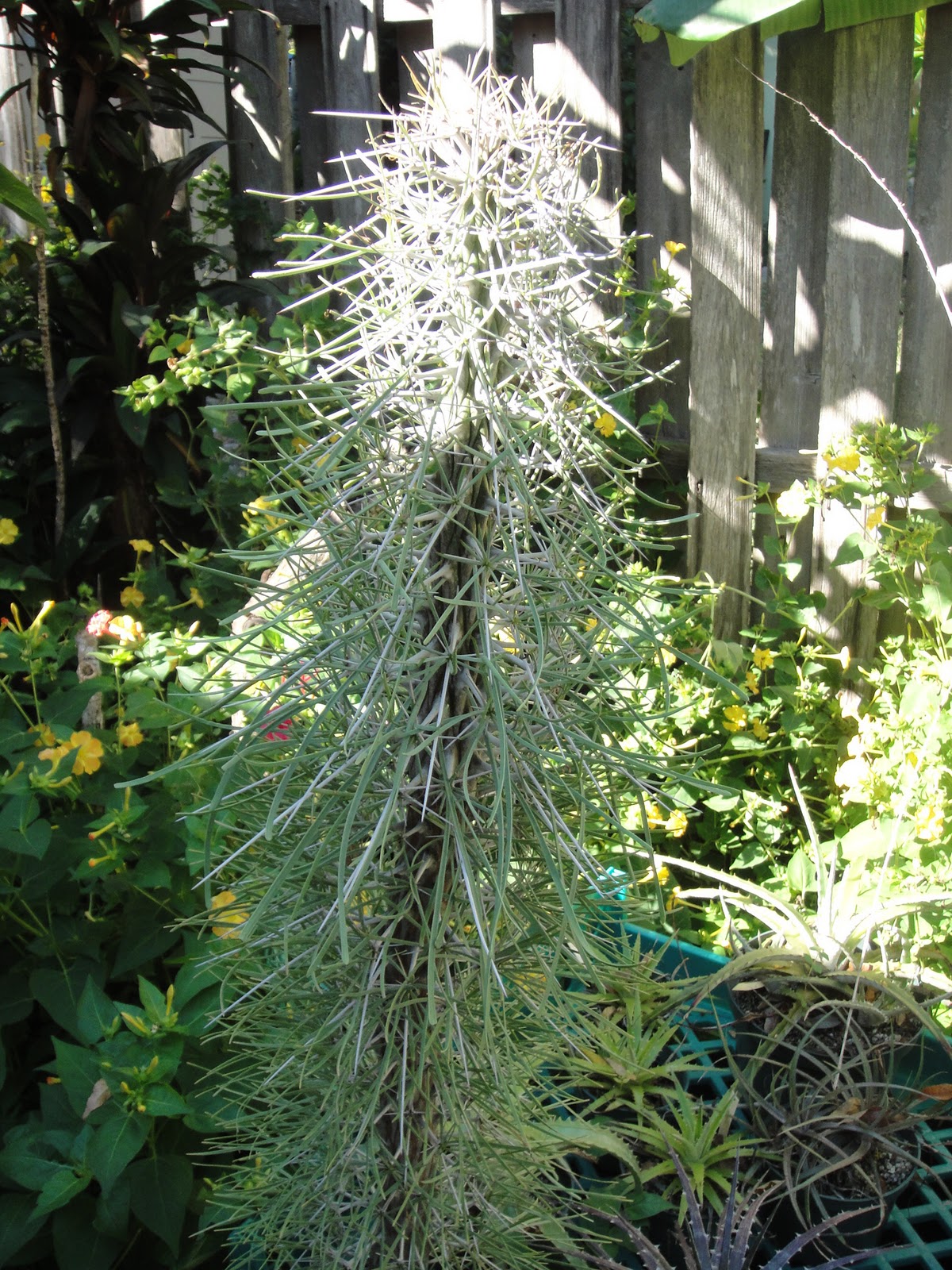 Succulent Bromeliads and others : Didiereaceae Family