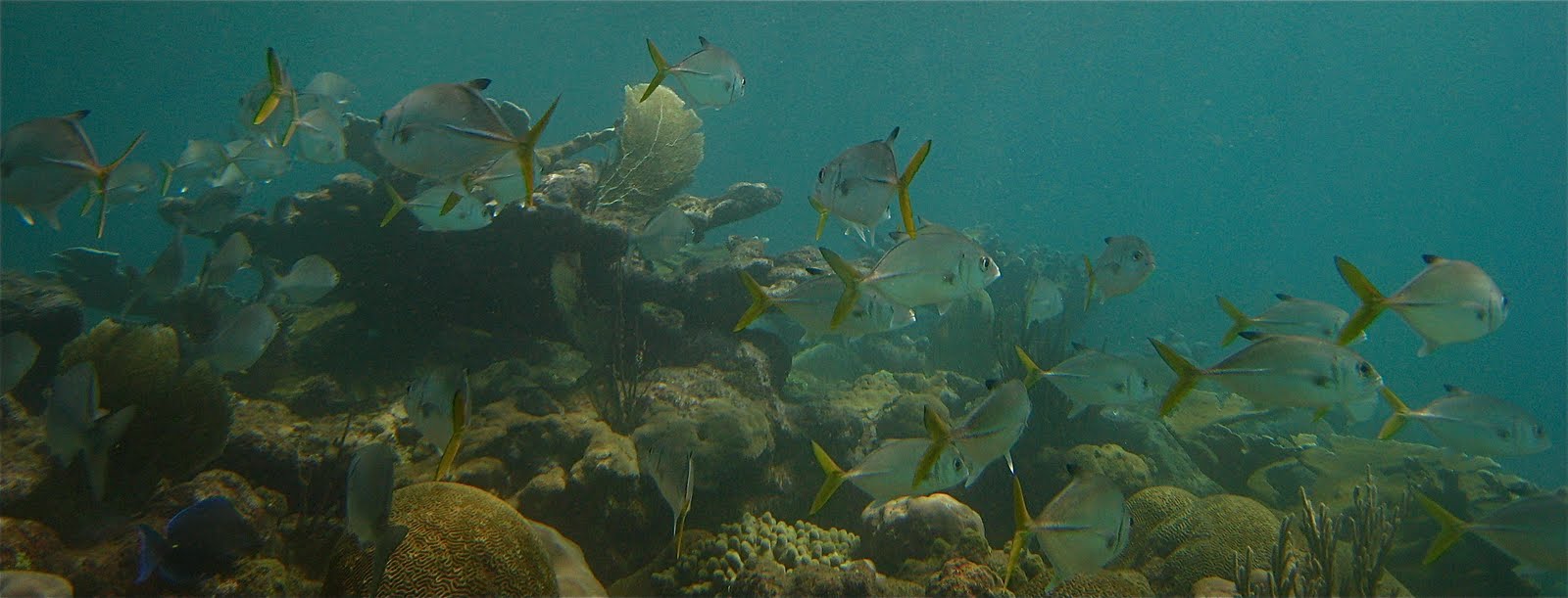 Marine Life of Puerto Rico: Fish Species